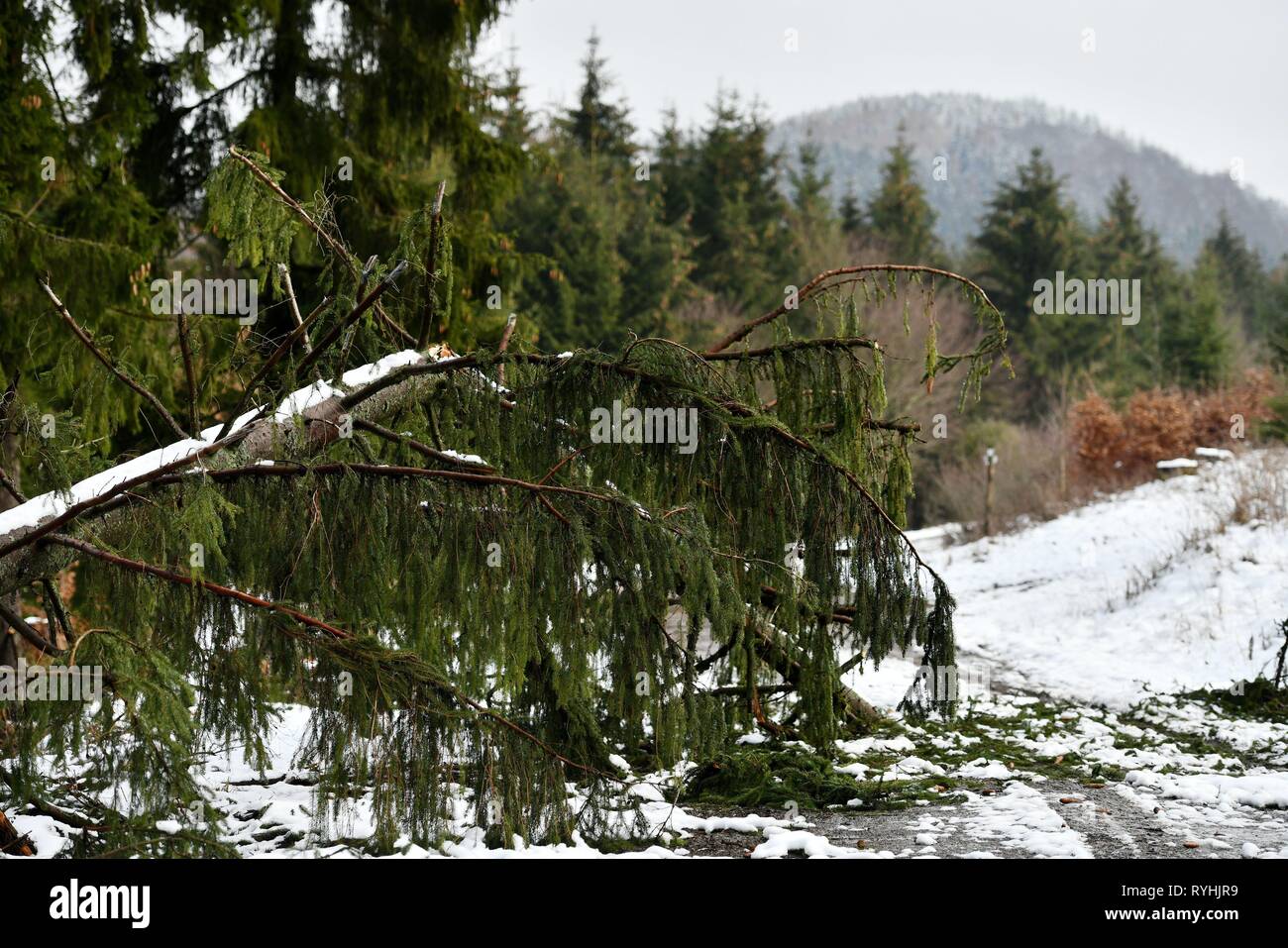 Overthrown tree hi-res stock photography and images - Alamy