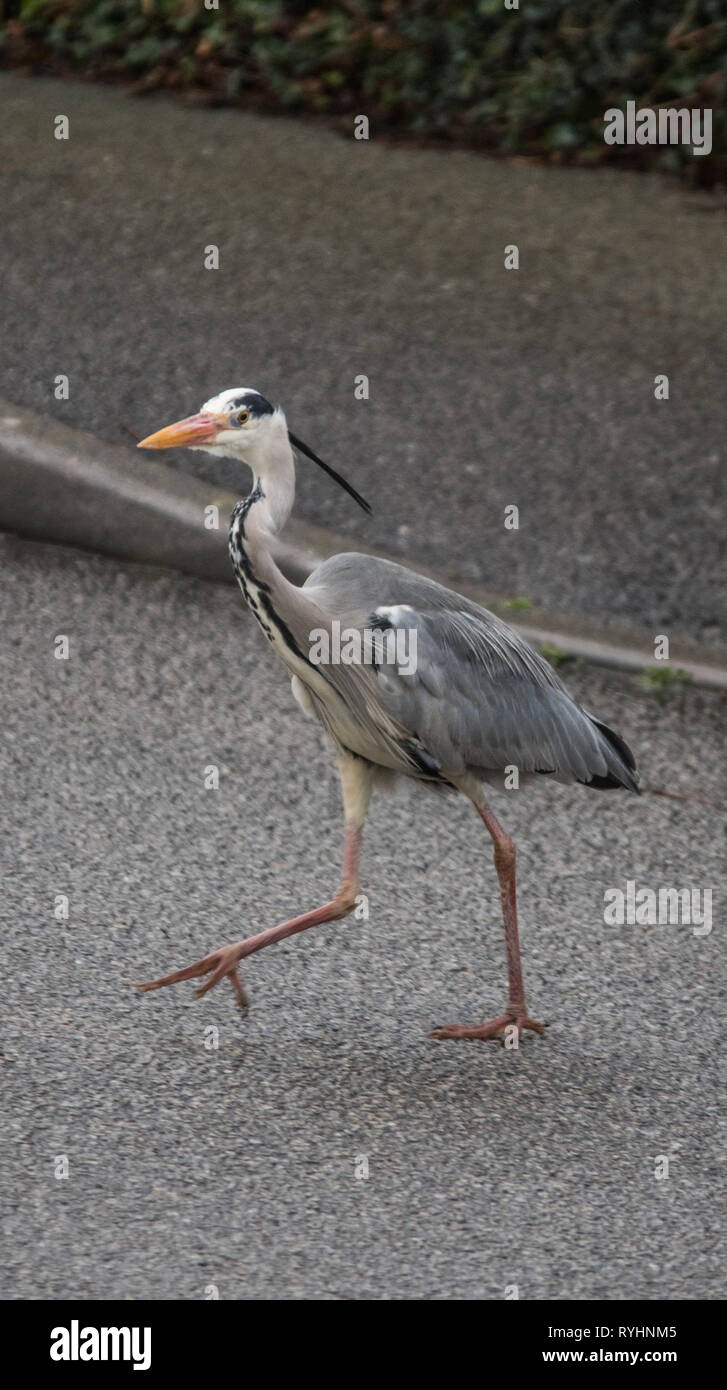 Herons feet hi-res stock photography and images - Alamy