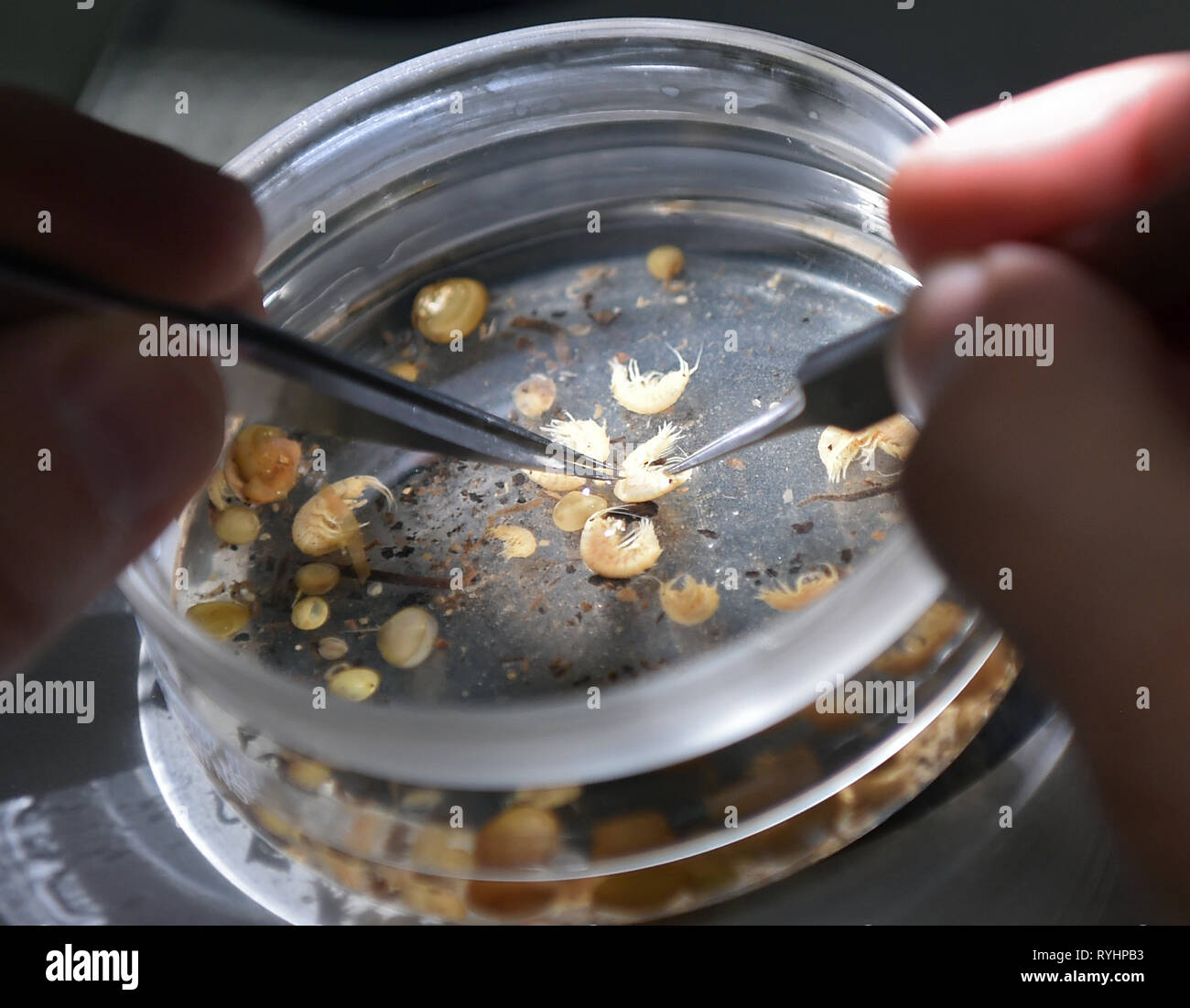 Water under microscope hi-res stock photography and images - Alamy