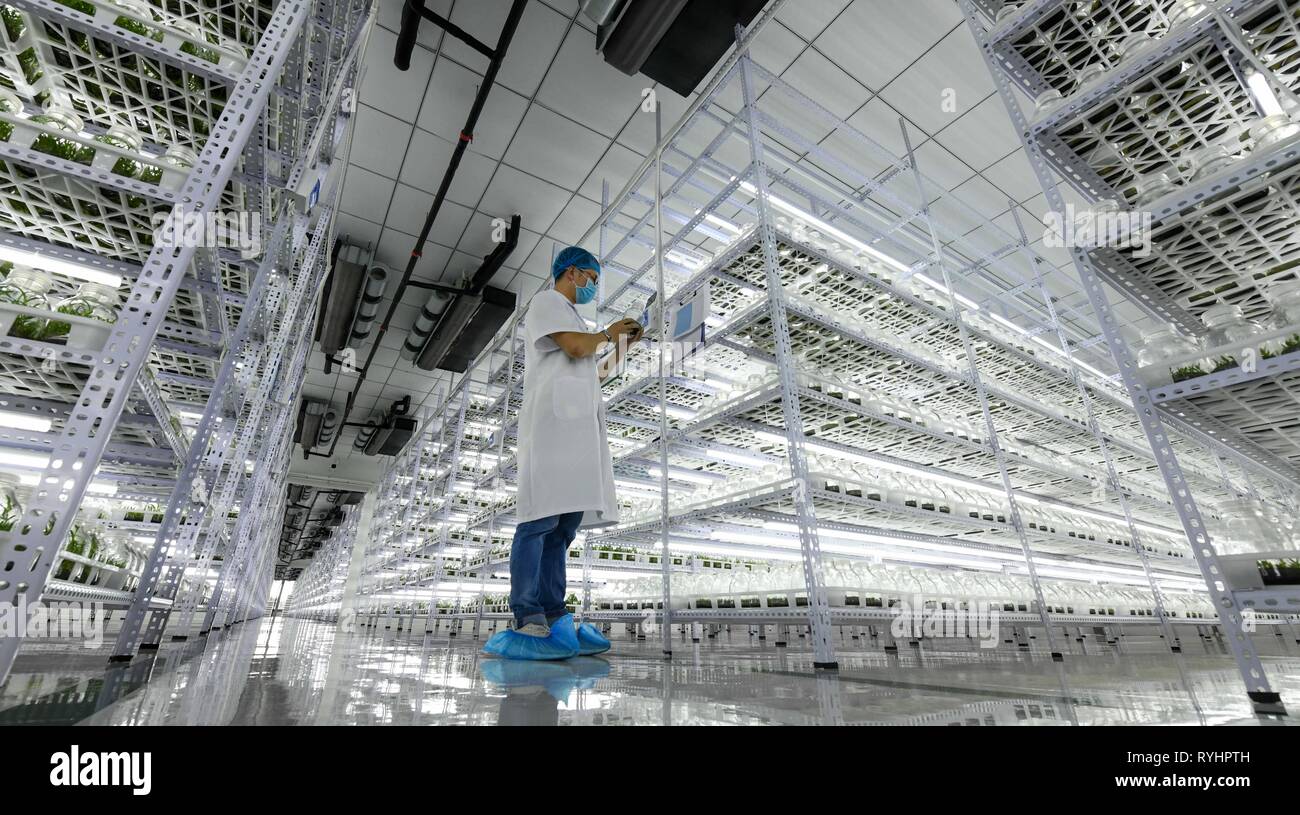 Shicha hi-res stock photography and images - Alamy