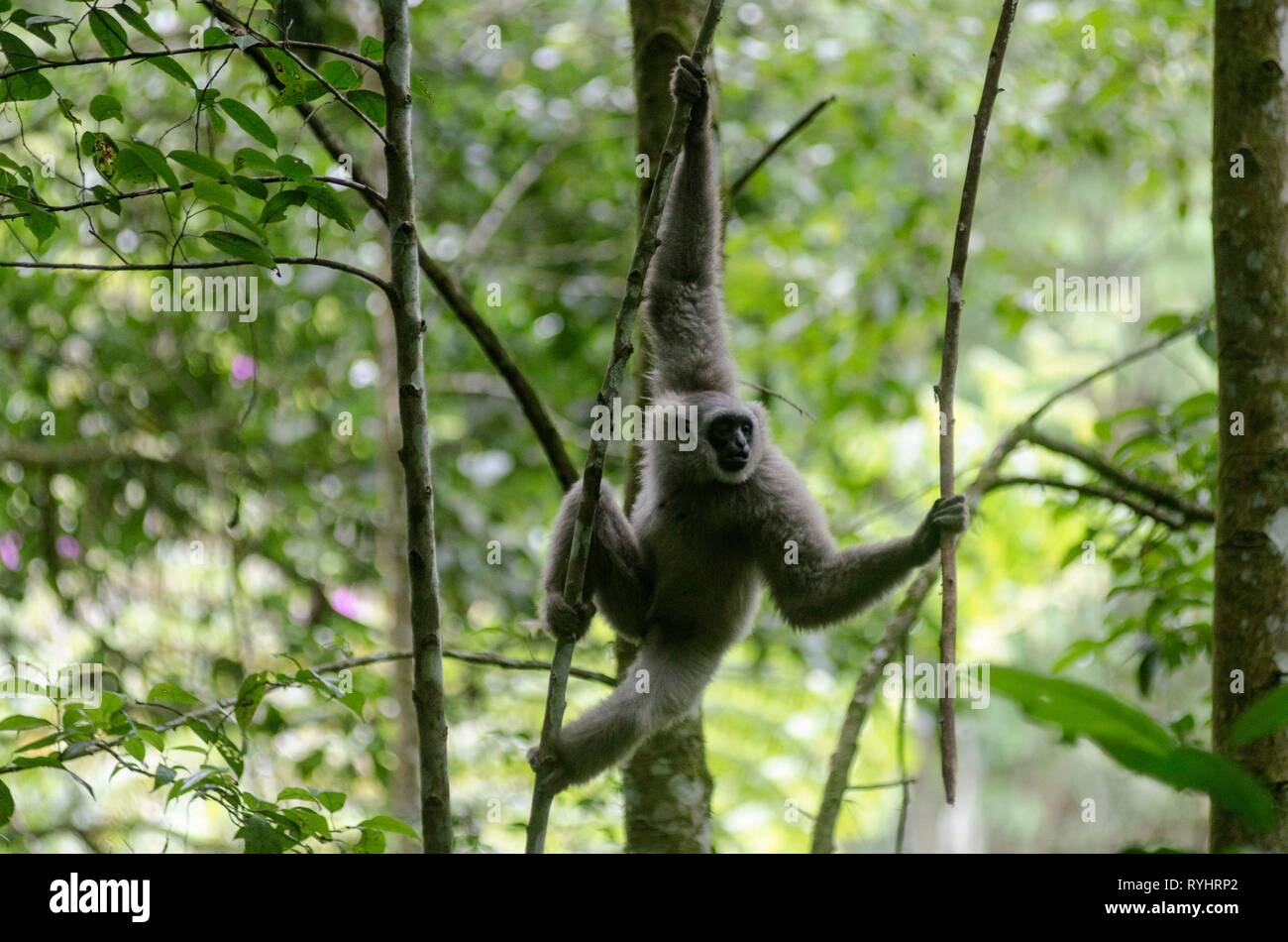 West Java. 14th Mar, 2019. A Javan silvery gibbon ( Hylobates Moloch ...