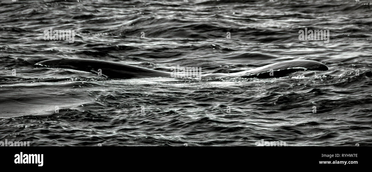 Whale blowhole spray hi-res stock photography and images - Alamy