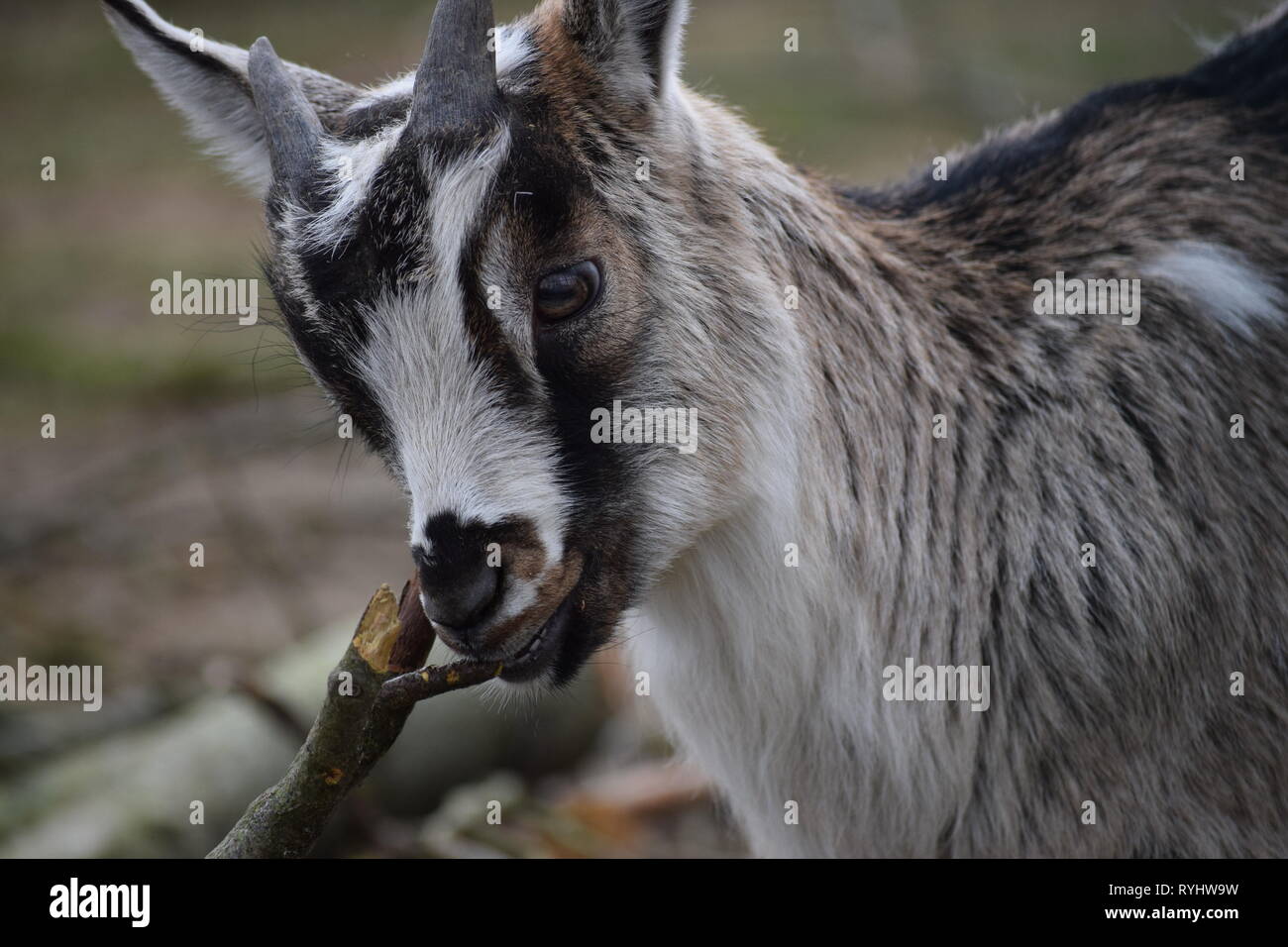 Westafrican pygmy goat hi-res stock photography and images - Alamy