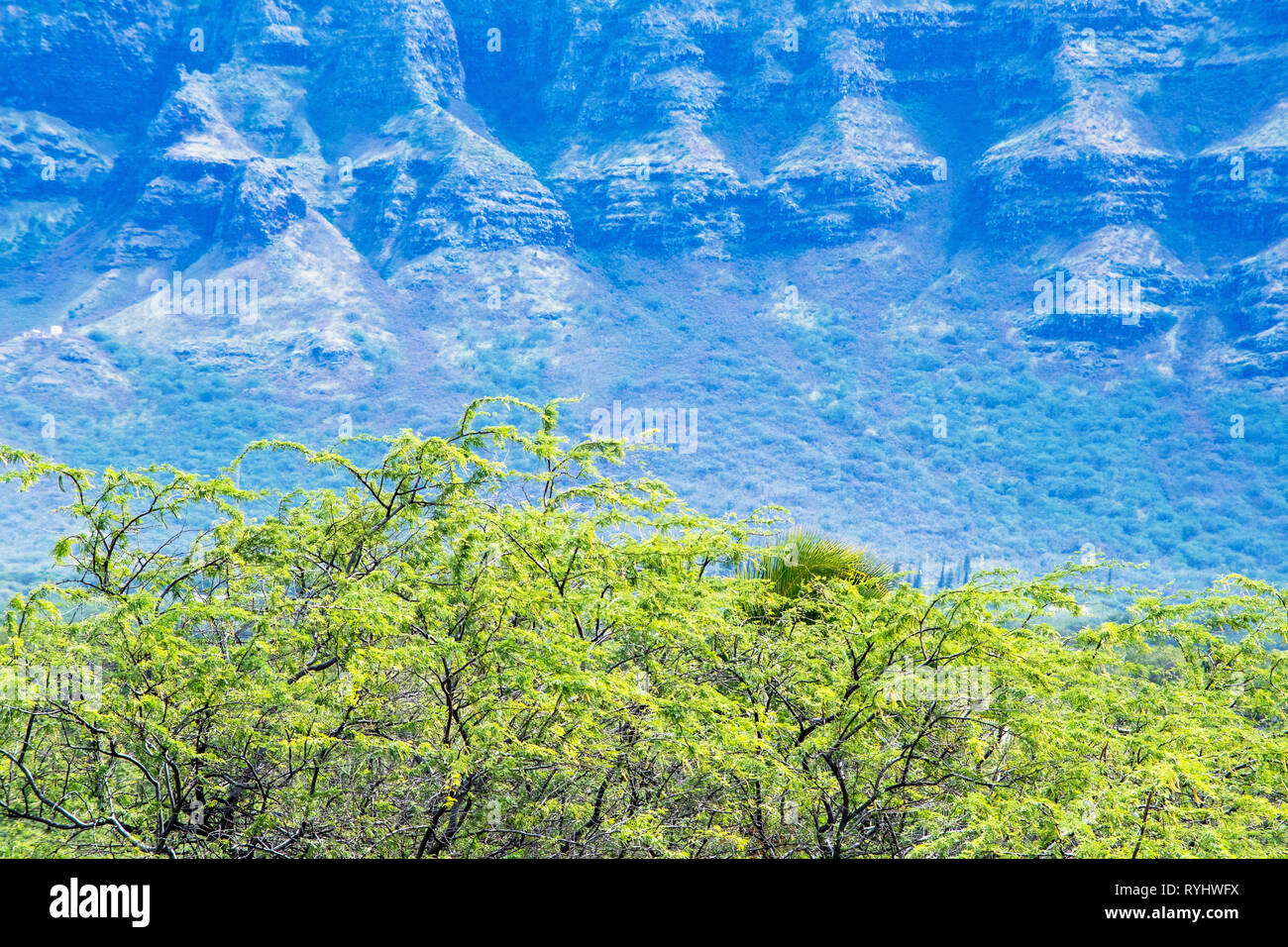 Hawaii Oahu Waianae Kai Forest Reserve trees and mountains Stock Photo ...