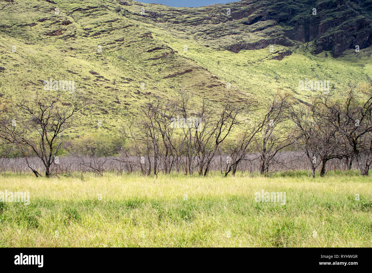 Hawaii Oahu Waianae Kai Forest Reserve trees and mountains Stock Photo ...