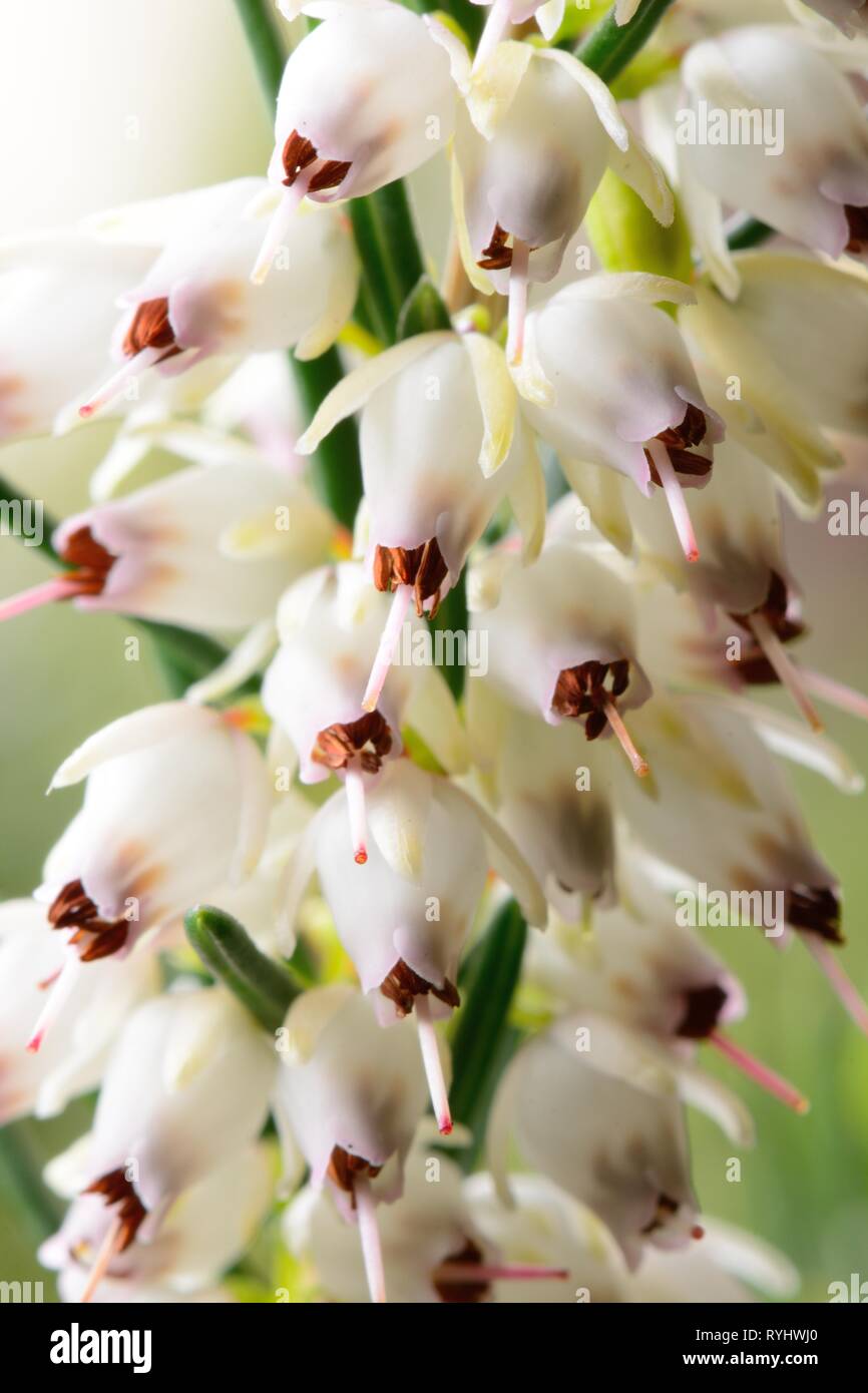 Heather shrubs beautiful flowers hi-res stock photography and images ...