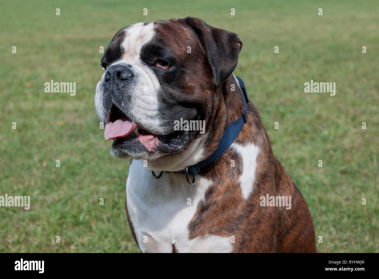 Brindle boxer puppy with white markings is sitting on a green meadow ...
