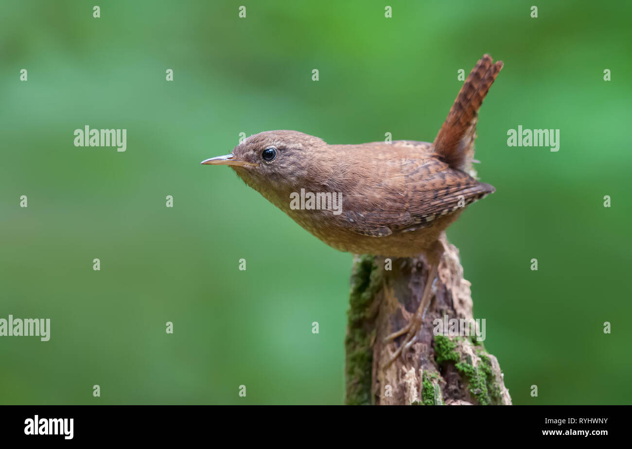 Eurasian wren great posing on top of a stump Stock Photo - Alamy