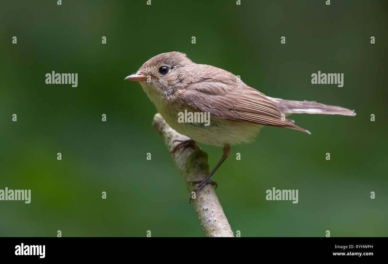 Red breasted flycatcher hi-res stock photography and images - Alamy