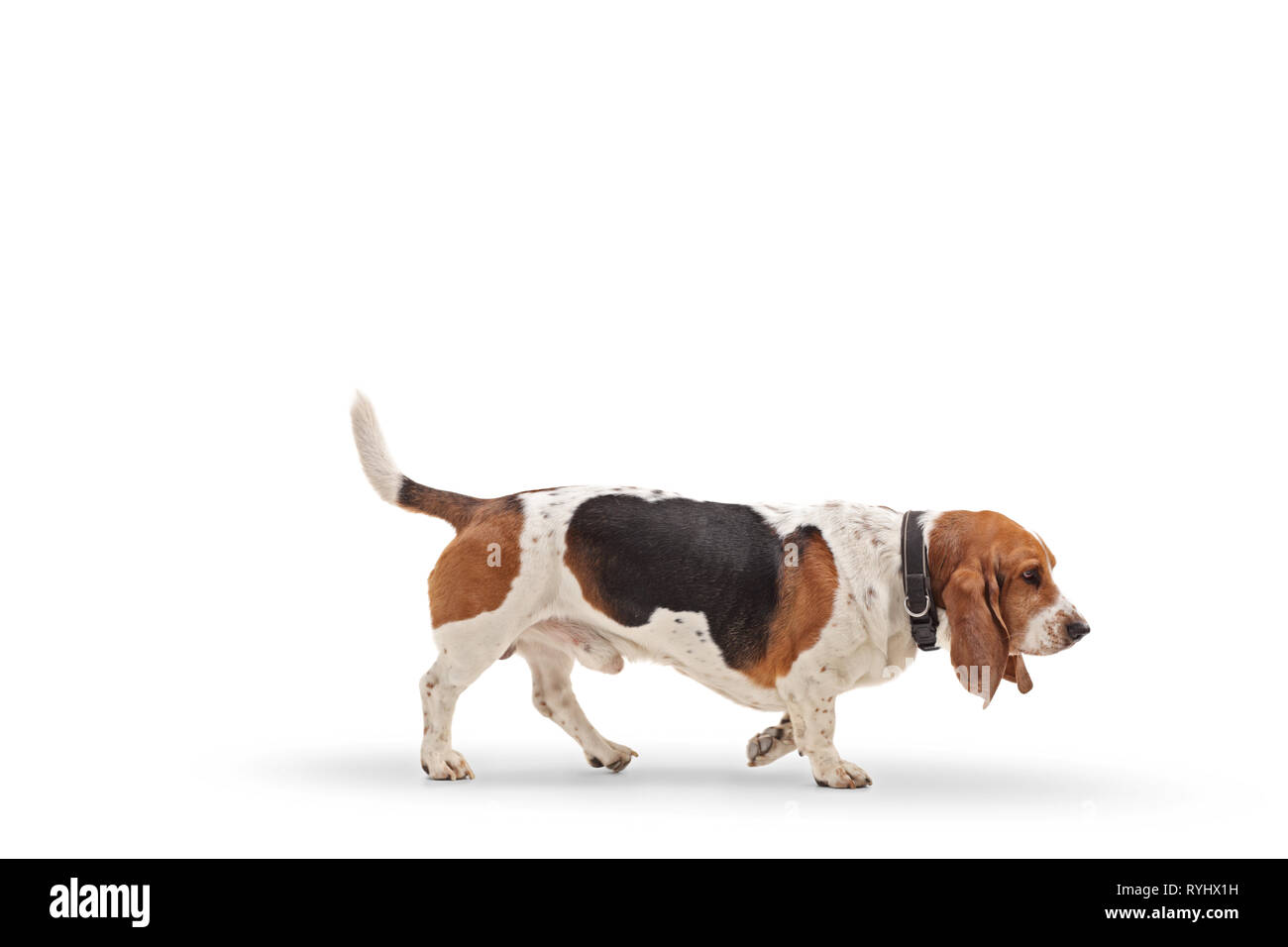 Basset hound puppy walk Cut Out Stock Images & Pictures - Alamy