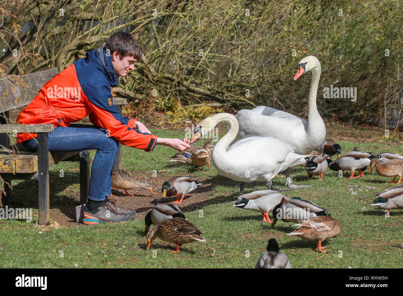 Man sitting on bench feeding ducks and swans from the hand by a pond in ...