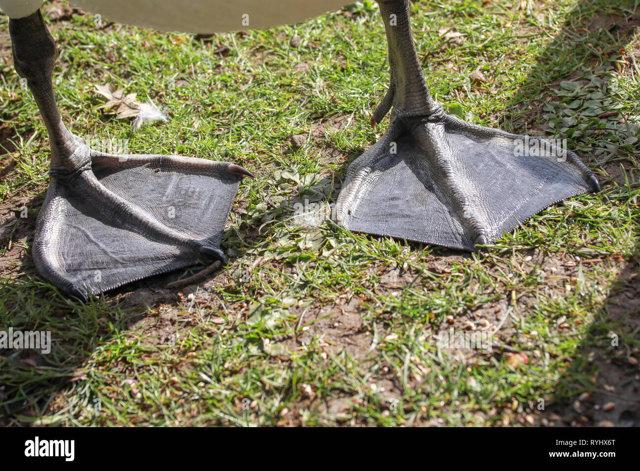 Swan feet hi-res stock photography and images - Alamy