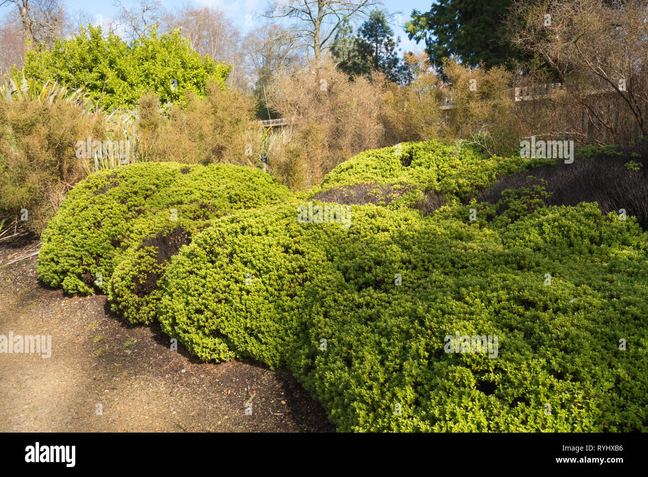 Veronica rakaiensis hi-res stock photography and images - Alamy