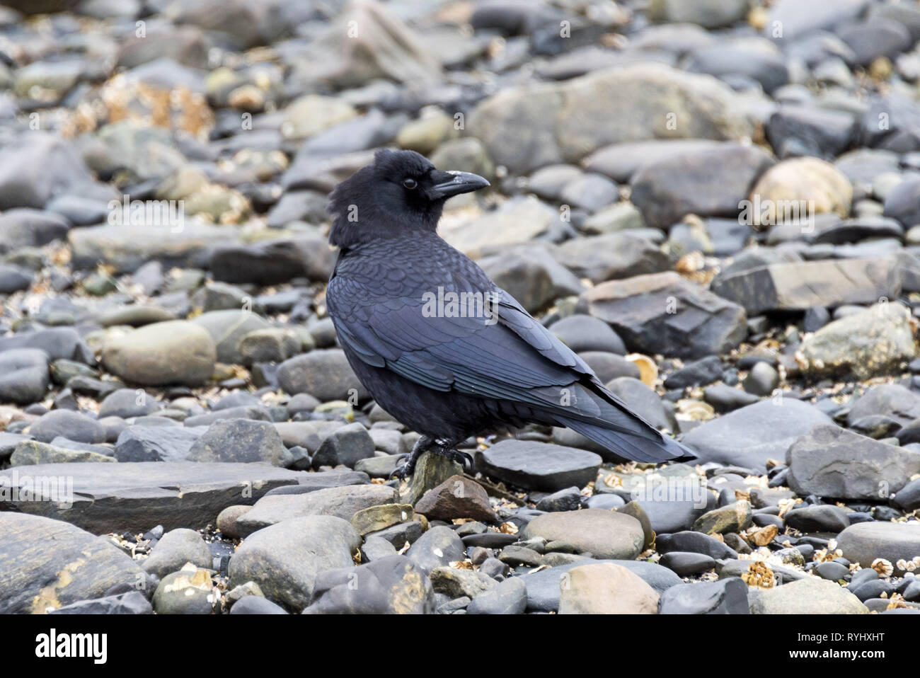 A strong wind ruffles a crow's feathers on the shore of Mount Desert ...