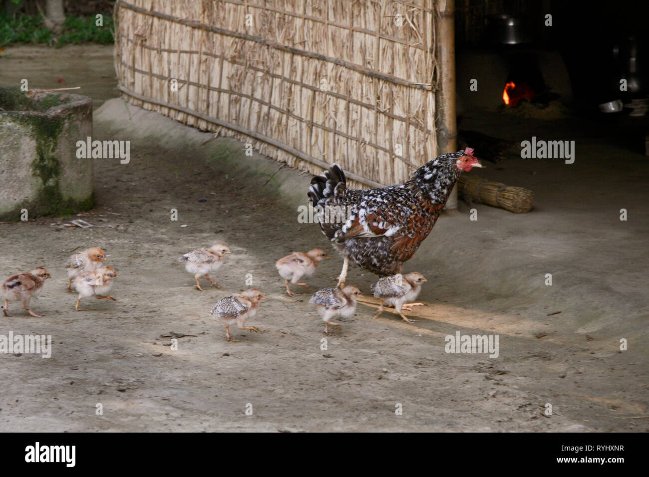 Animals of bangladesh hi-res stock photography and images - Alamy