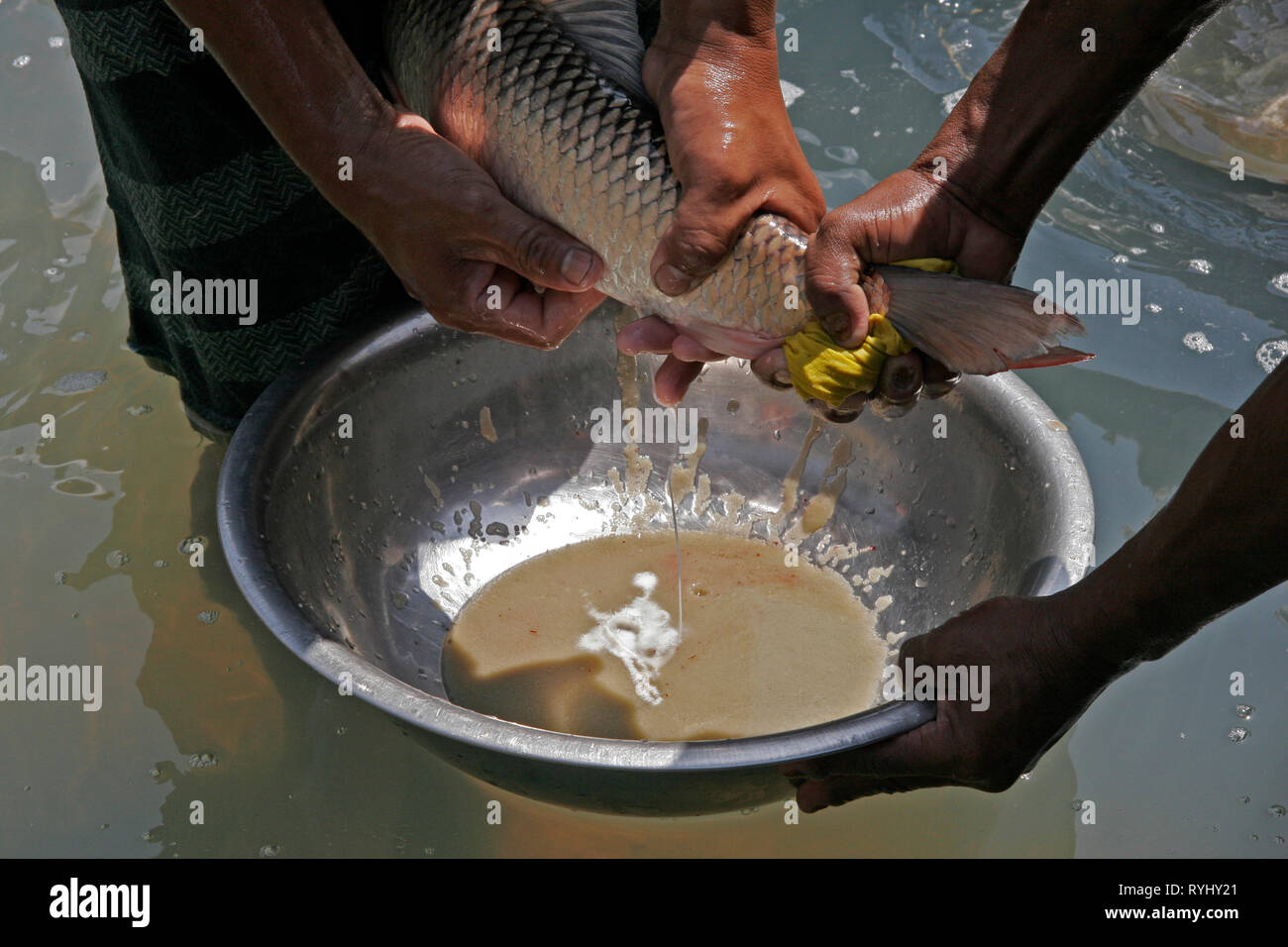 BANGLADESH Mixing fish roe with fish sperm to produce fingerlings, at a ...