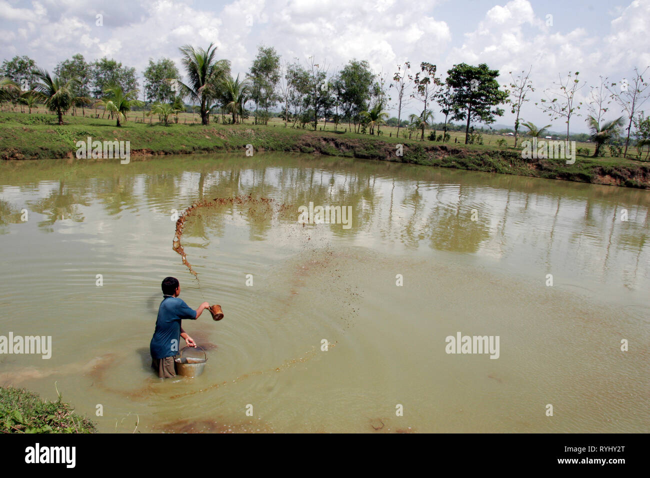 BANGLADESH Worker feeding fish with cow dung. Fish hatchery employing ...