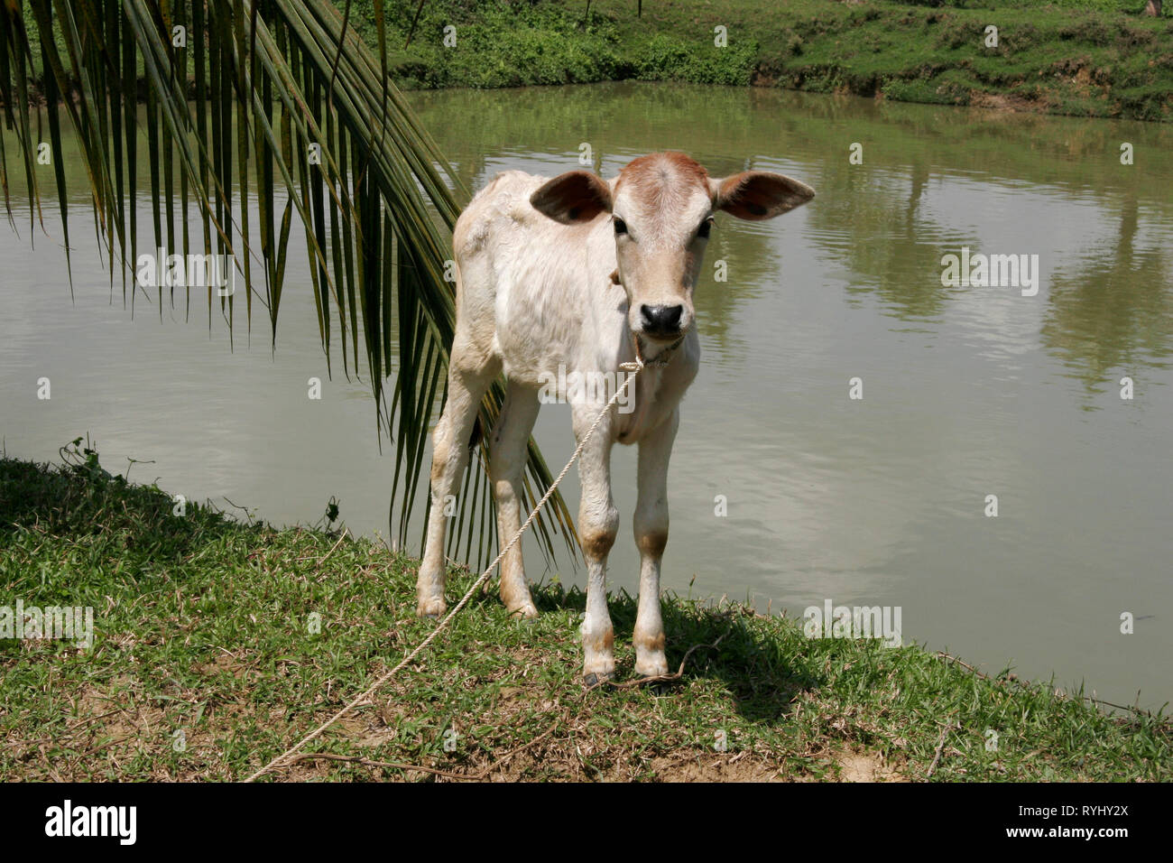 BANGLADESH A young calf. Haluaghat, Mymensingh region photo by Sean ...