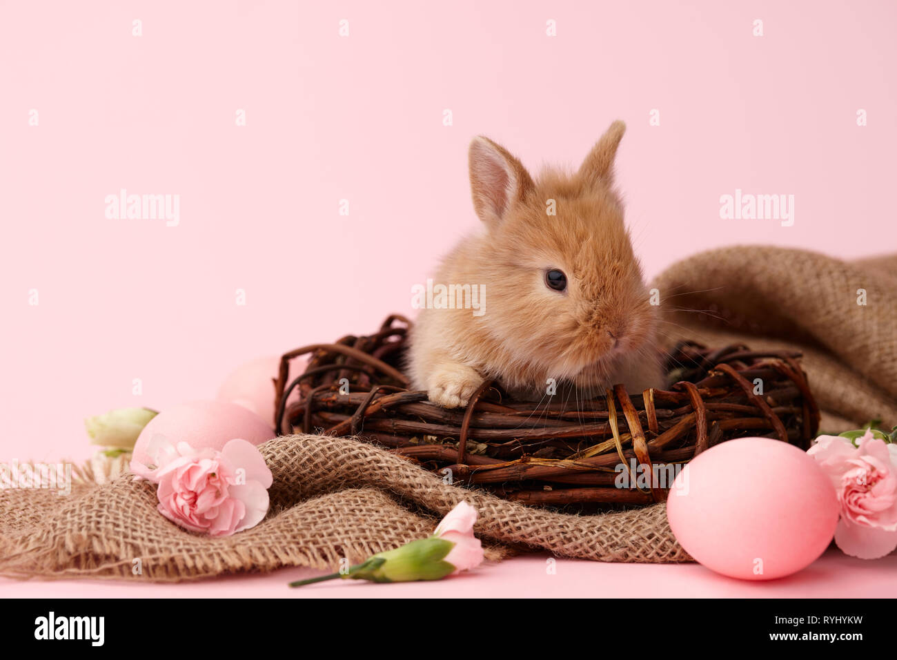 Cute ginger bunny rabbit with spring flowers and Easter eggs on pink ...