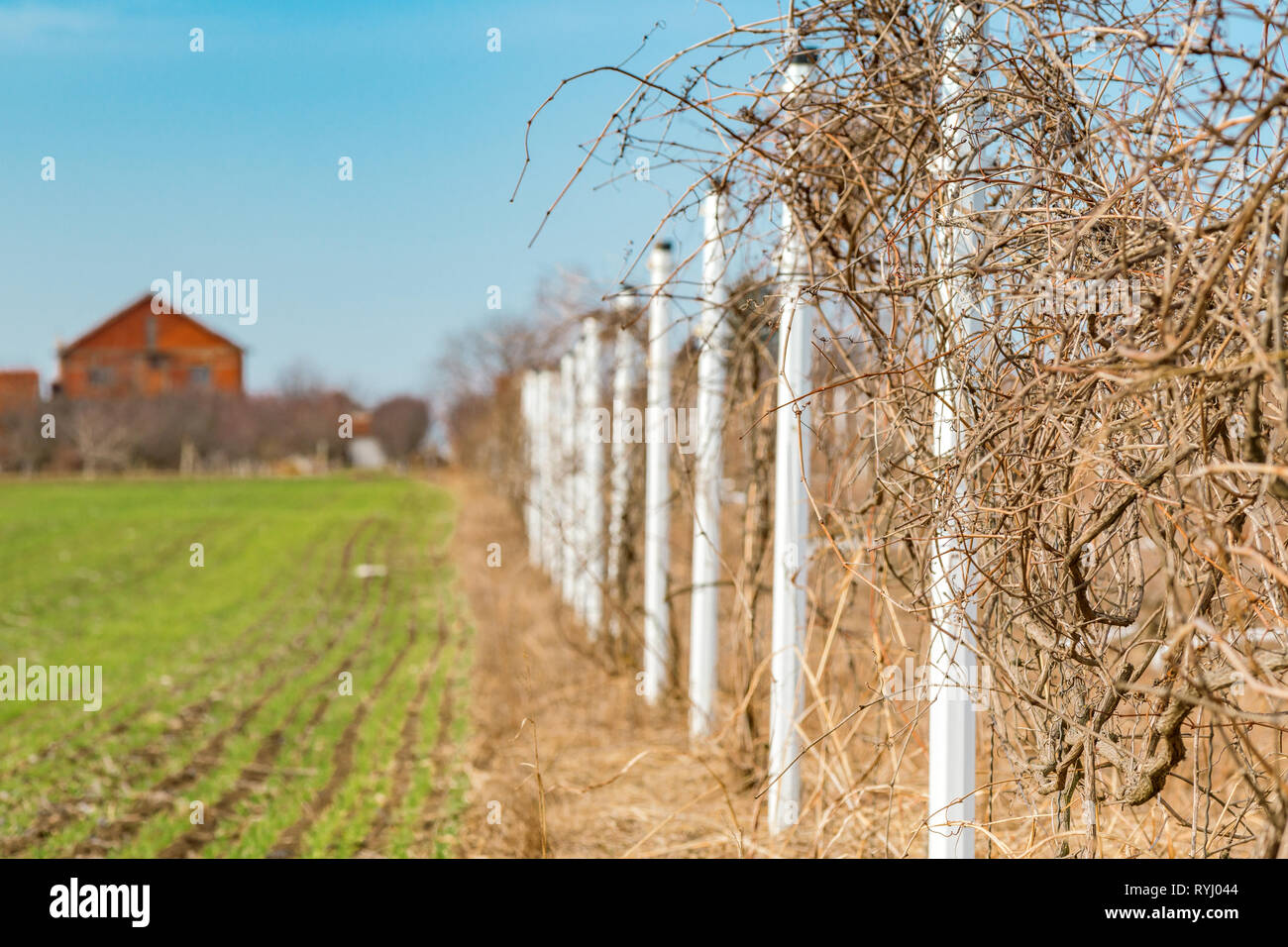 Abandoned vegetation farm hi-res stock photography and images - Alamy