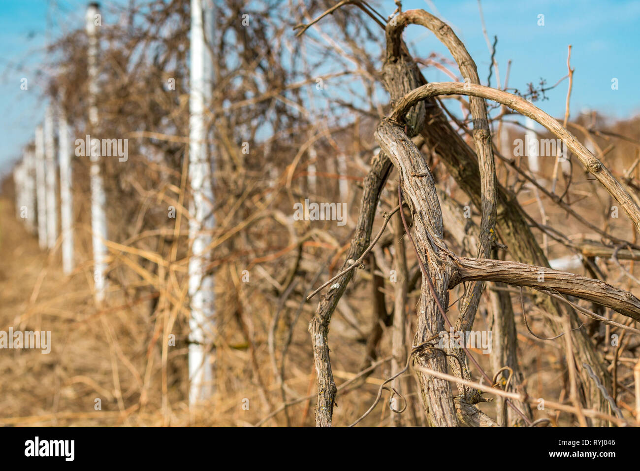 Abandoned vineyard in spring afternoon Stock Photo - Alamy