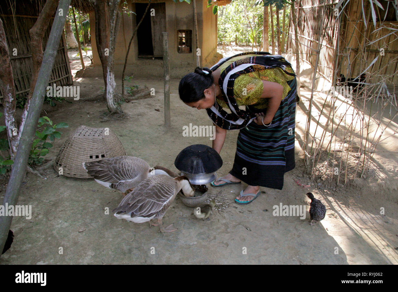 BANGLADESH Woman of the Garo tribal minority feeding her geese and ...