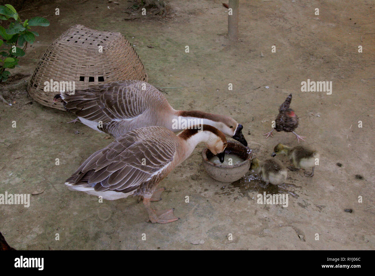 BANGLADESH Geese and their babies feeding, Haluaghat, Mymensingh region ...