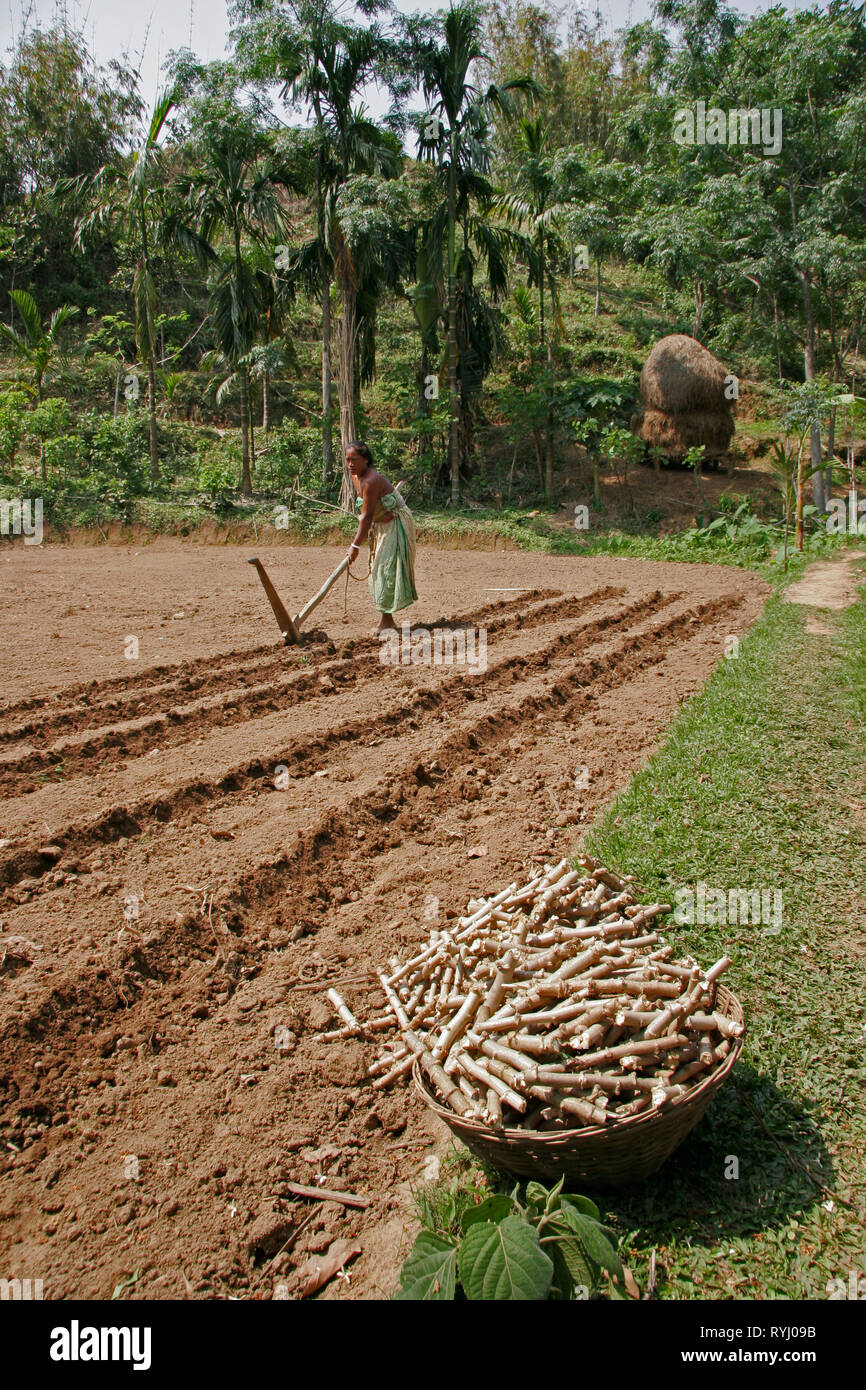 BANGLADESH Farmer of Koch tribal minority preparing a field for ...