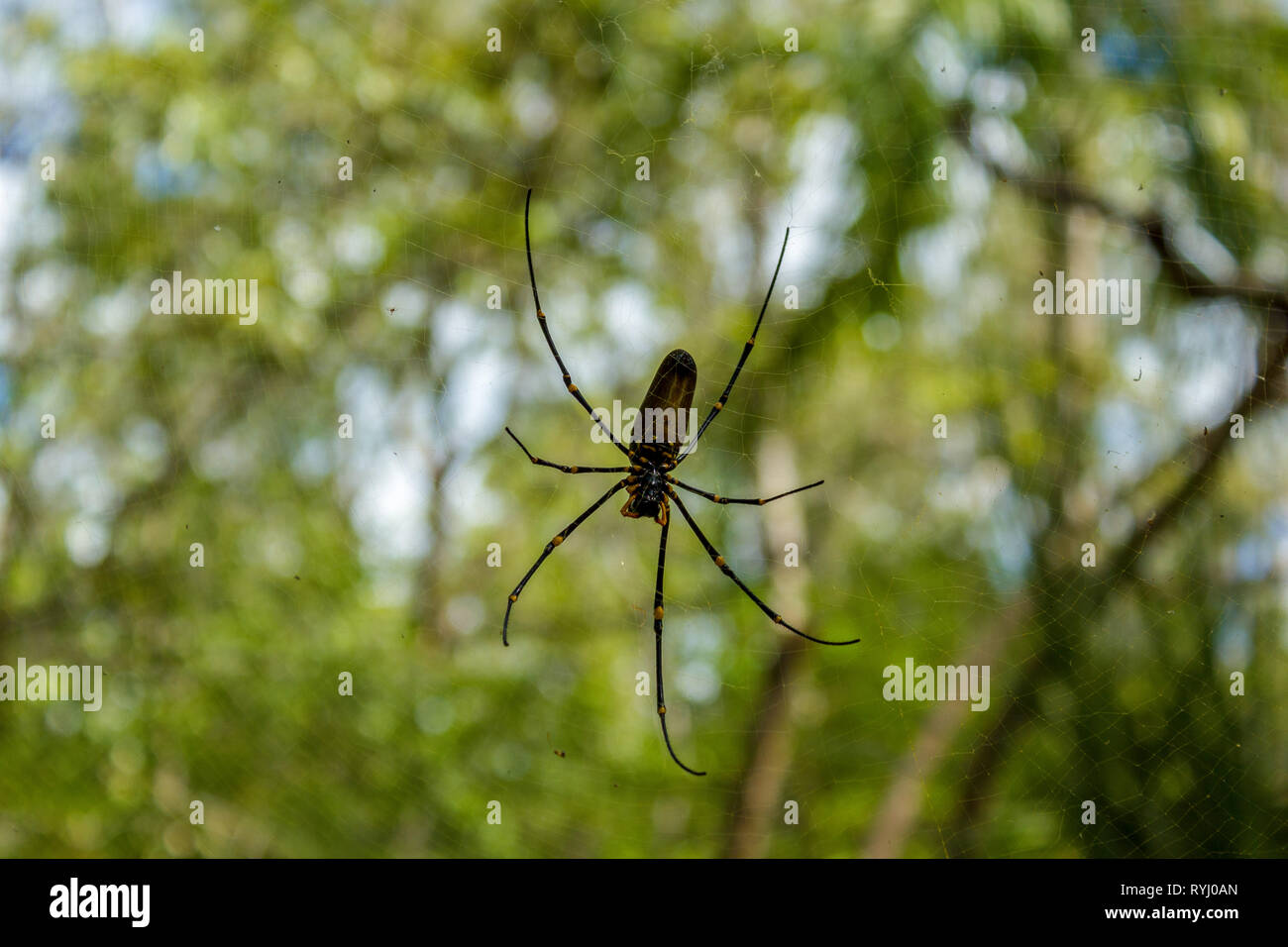 A large northern golden orb weaver or giant golden orb weaver spider ...
