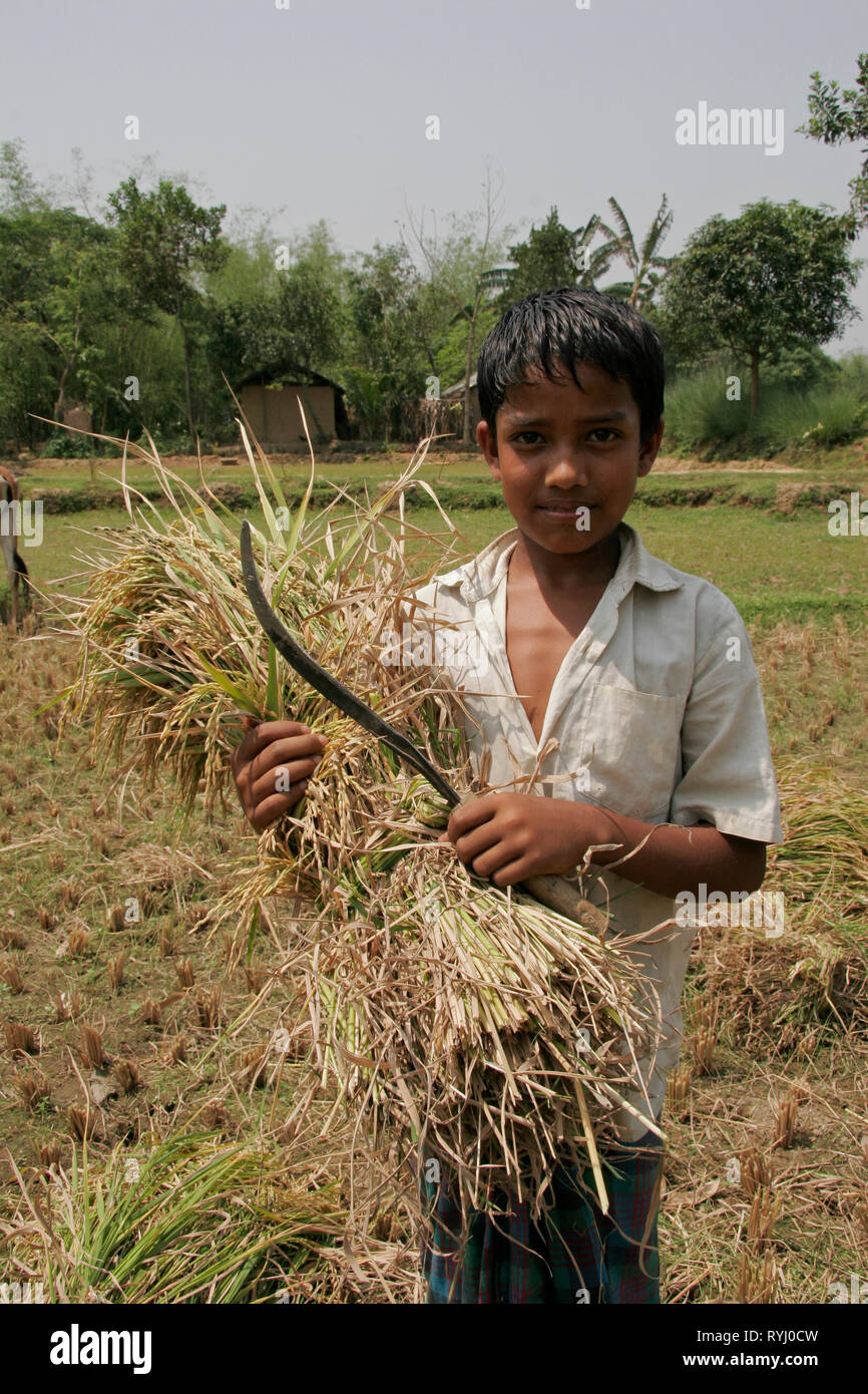 BANGLADESH Boy with harvested rice, Near Mymensingh photo by Sean ...