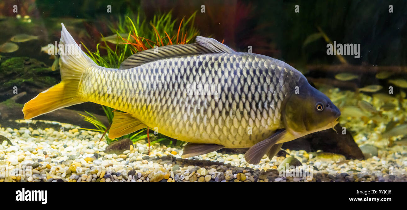Eurasian carps hi-res stock photography and images - Alamy