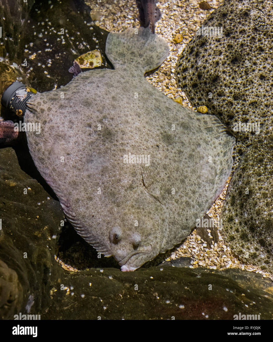 turbot laying next to some other turbots, popular flatfish, Near ...