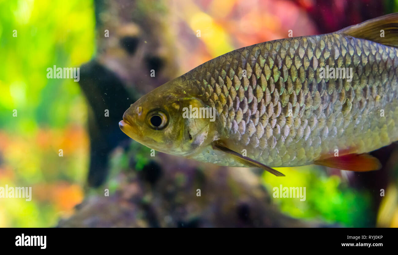 the face of a common rudd in closeup, common fish in the seas of ...