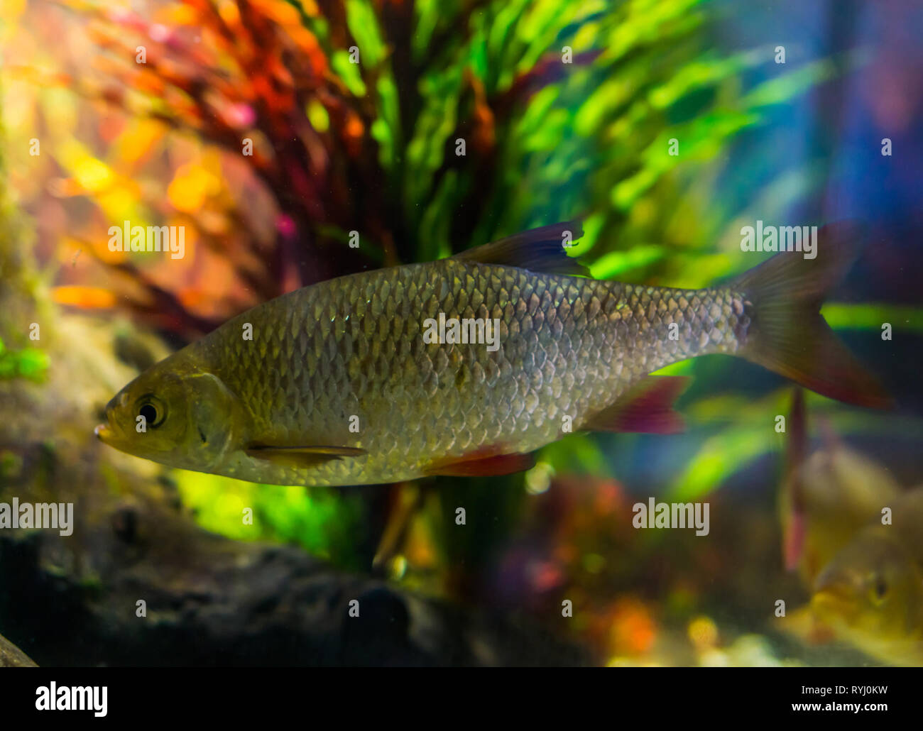 common rudd, silver shiny fish, a widely spread fish in the seas of ...