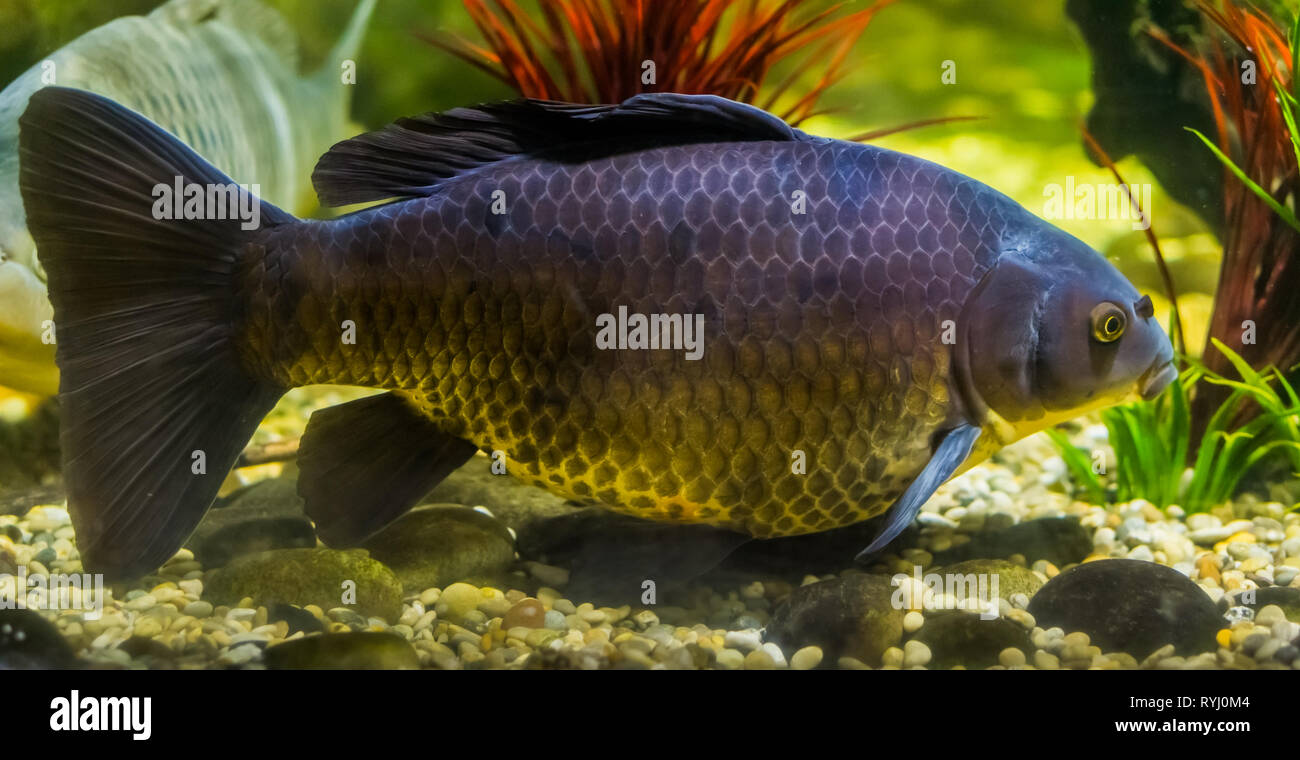 Asian european fishes hi-res stock photography and images - Alamy