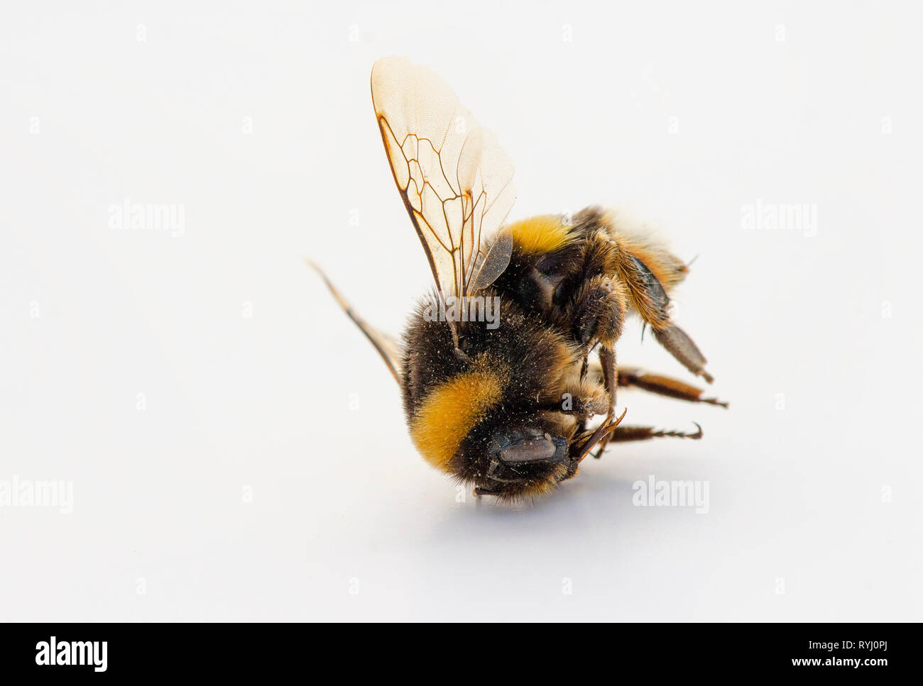 Bumblebee, Macro of dead Bumblebee on white background Stock Photo - Alamy