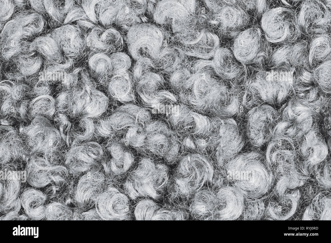 Close up view of grey astrakhan caracul. Lamb fur texture. Background ...