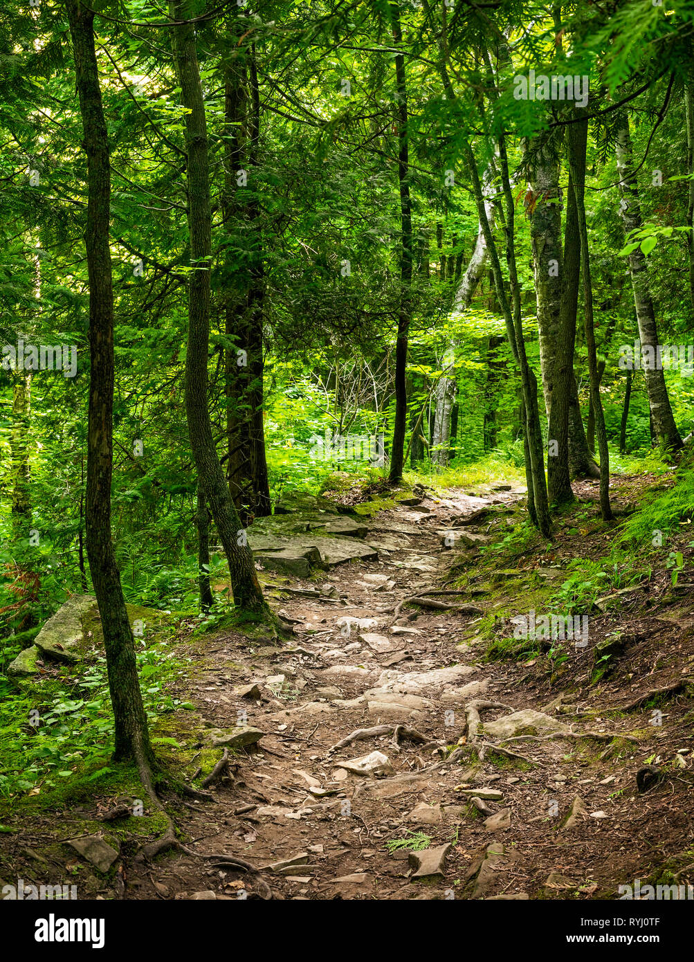 Sunset with sunbeams through the trees on a forest path in Peninsula ...