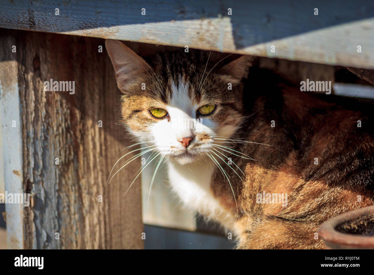 Portrait of a street cat. Stray cats. Sad animal Bold eyes. Eyes full ...