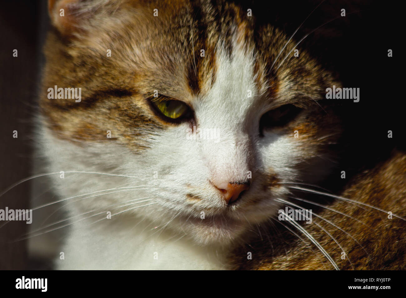 Portrait of a street cat. Stray cats. Sad animal Bold eyes. Eyes full ...