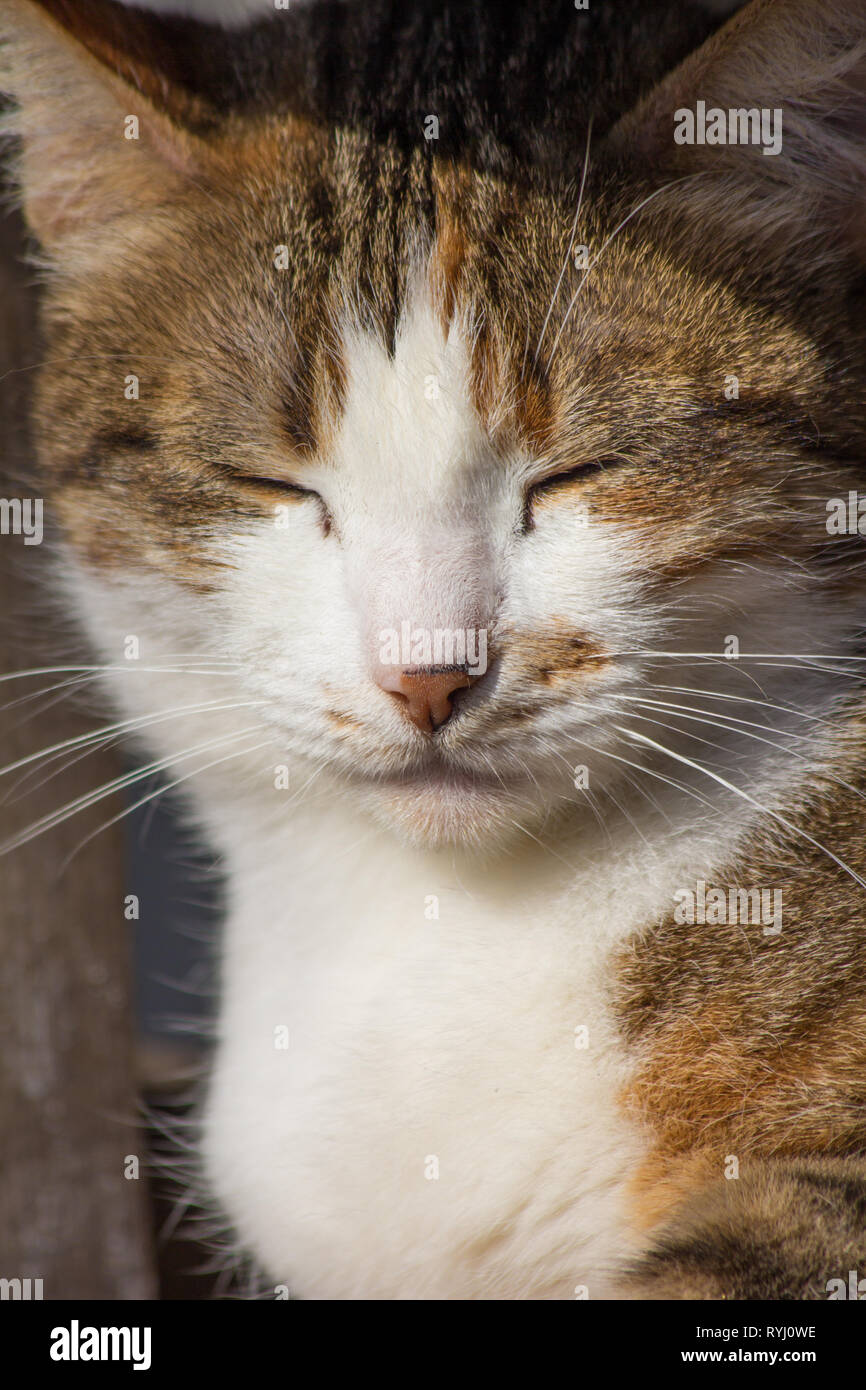Portrait of a street cat. Stray cats. Sad animal Bold eyes. Eyes full ...
