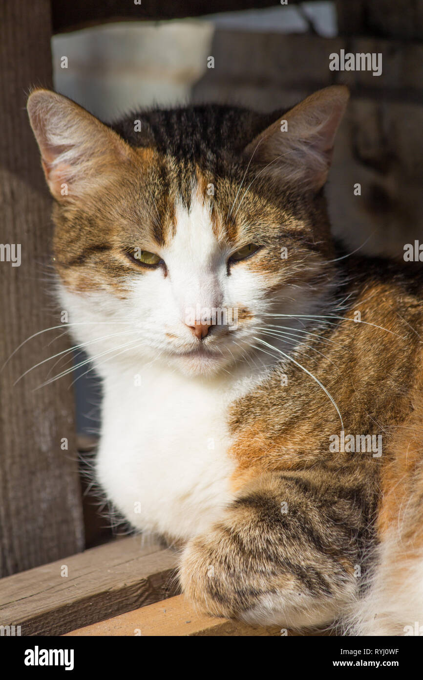 Portrait of a street cat. Stray cats. Sad animal Bold eyes. Eyes full ...