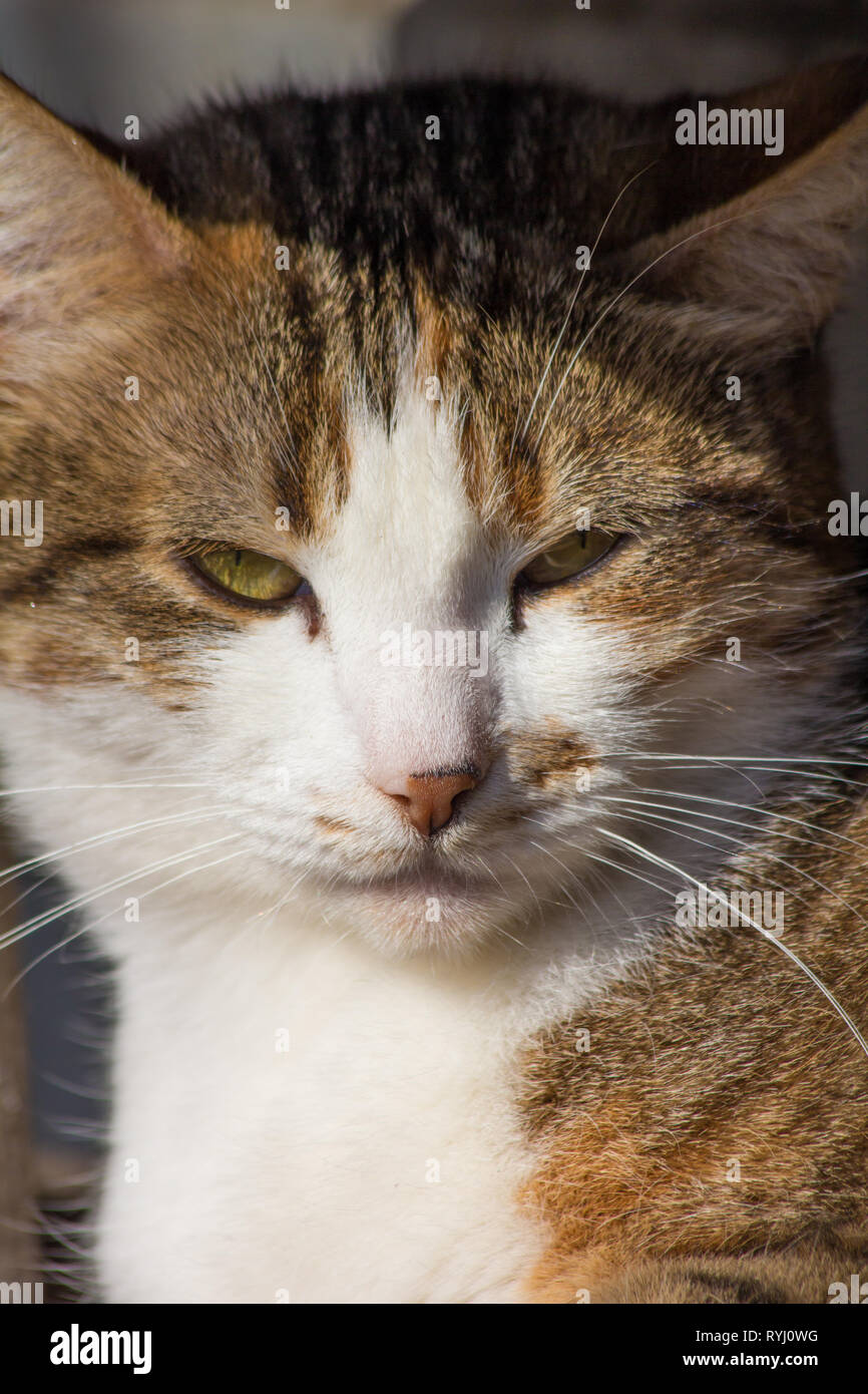 Portrait of a street cat. Stray cats. Sad animal Bold eyes. Eyes full ...