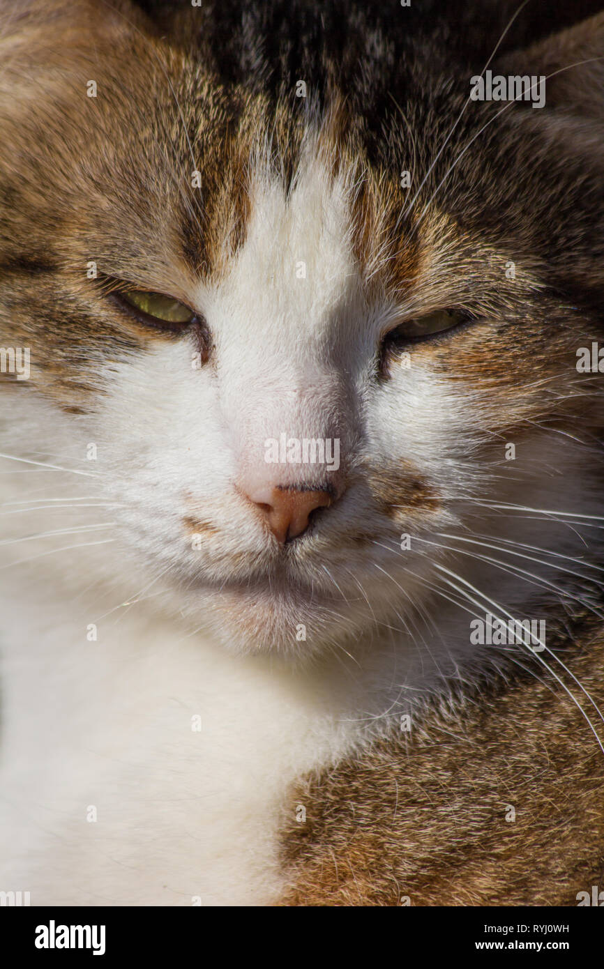 Portrait of a street cat. Stray cats. Sad animal Bold eyes. Eyes full ...