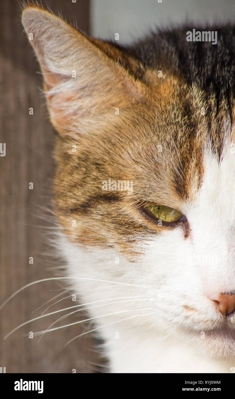 Portrait of a street cat. Stray cats. Sad animal Bold eyes. Eyes full ...