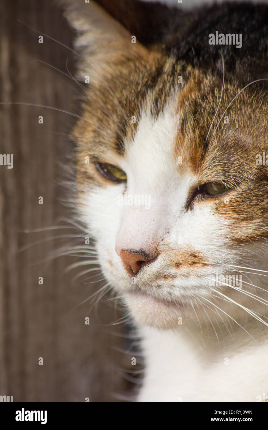 Portrait of a street cat. Stray cats. Sad animal Bold eyes. Eyes full ...