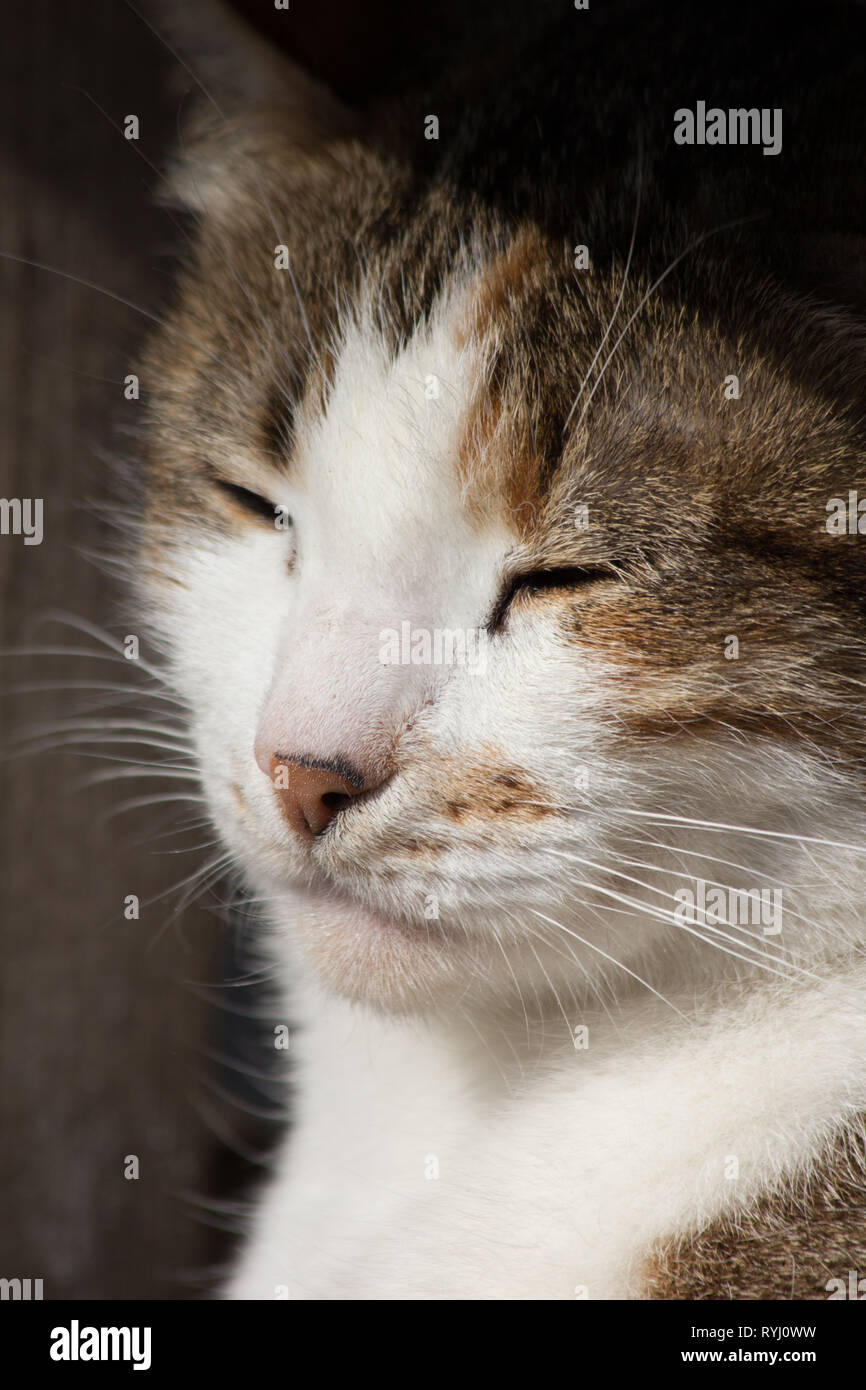 Portrait of a street cat. Stray cats. Sad animal Bold eyes. Eyes full ...