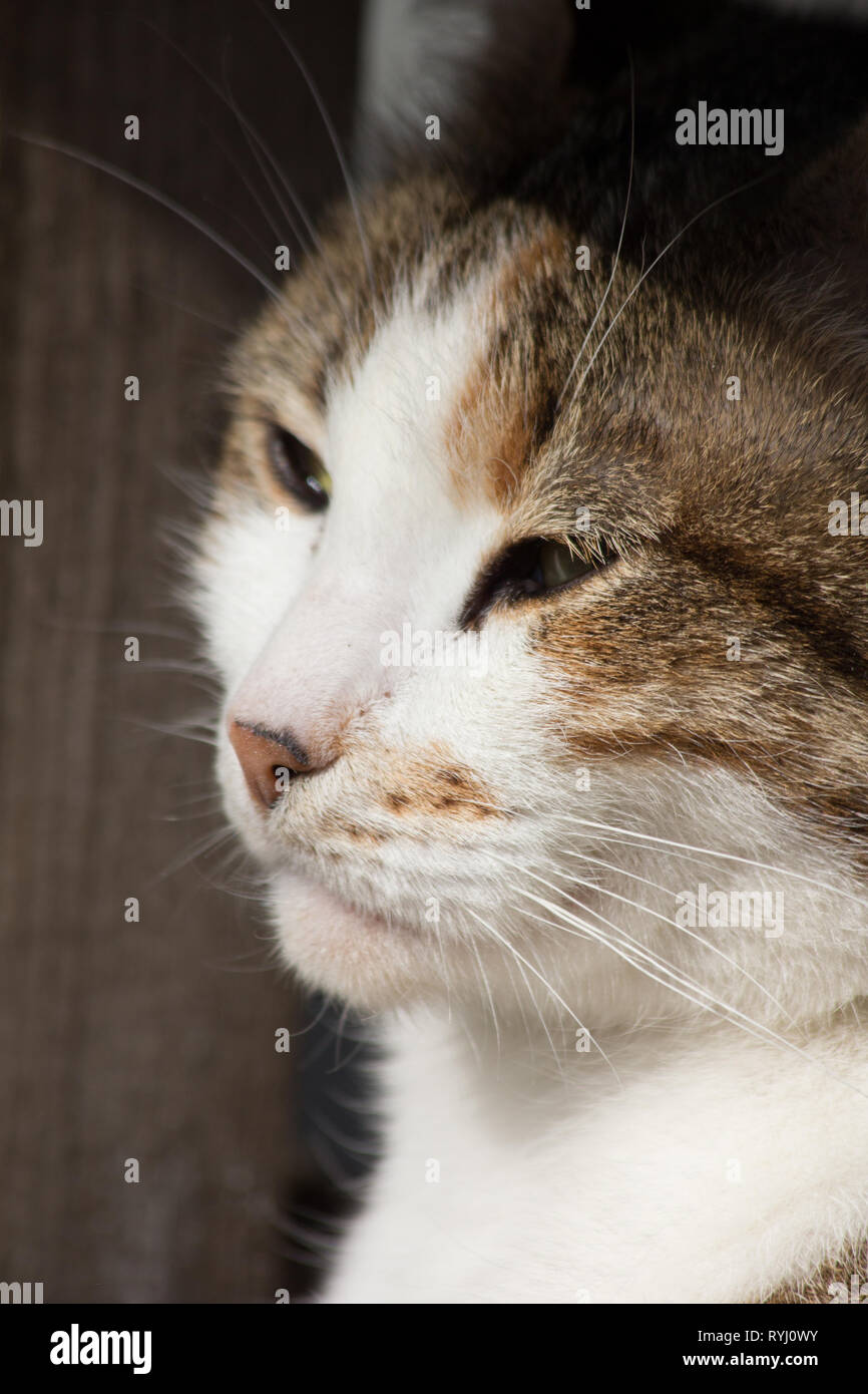 Portrait of a street cat. Stray cats. Sad animal Bold eyes. Eyes full ...