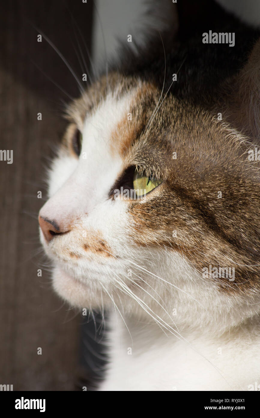 Portrait of a street cat. Stray cats. Sad animal Bold eyes. Eyes full ...