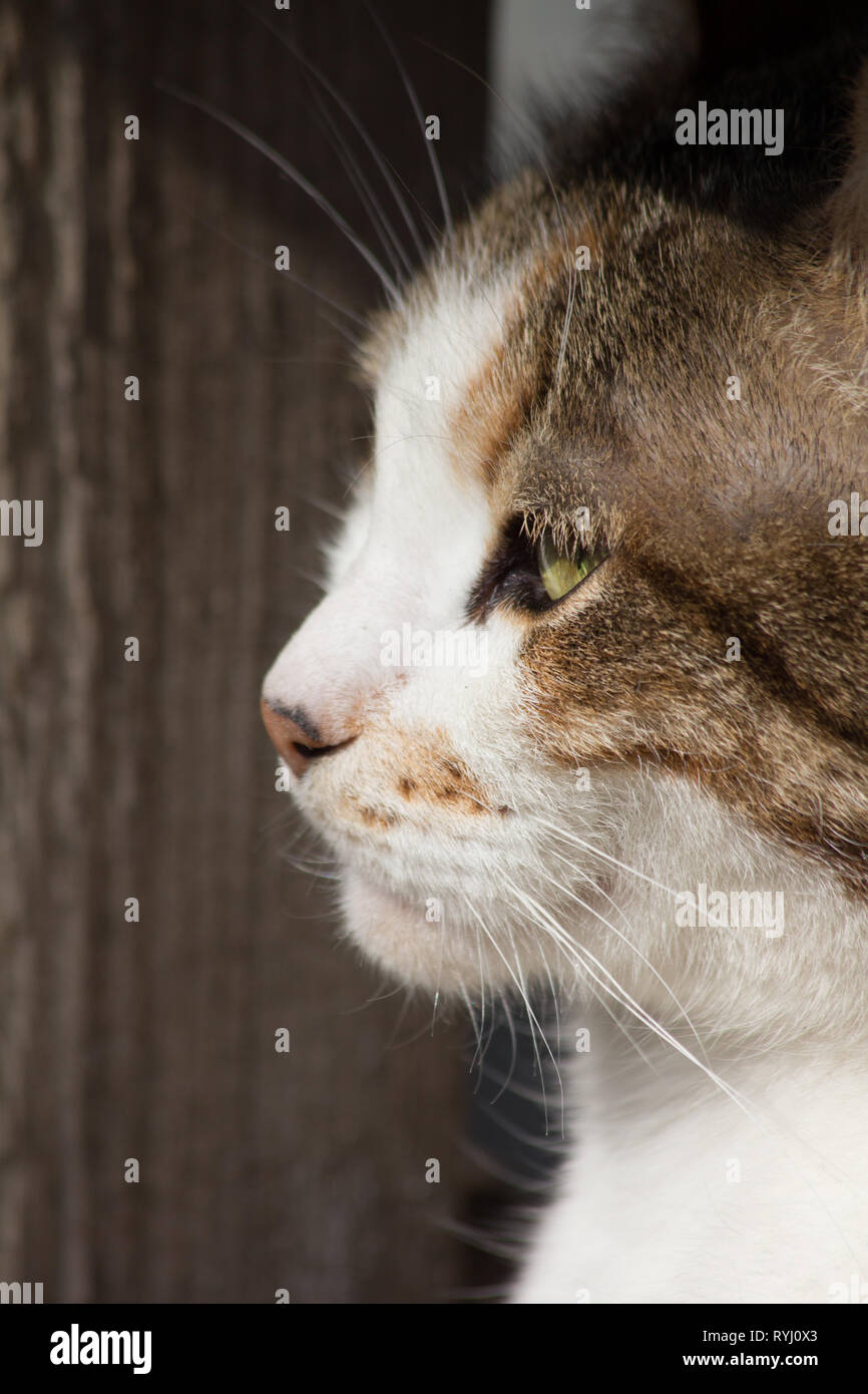 Portrait of a street cat. Stray cats. Sad animal Bold eyes. Eyes full ...